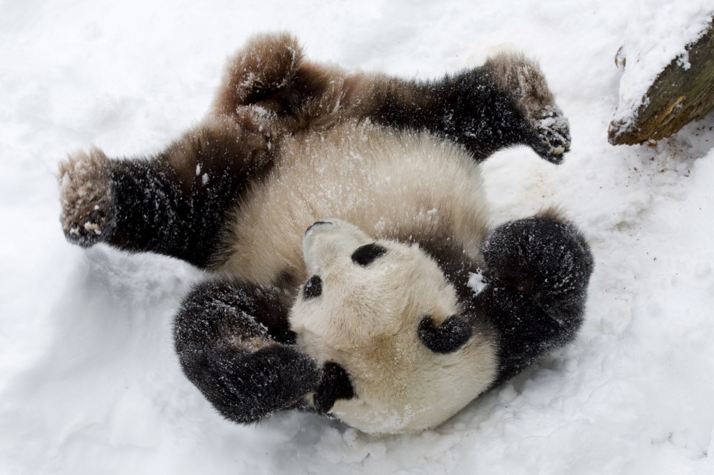 Giant Panda’s Winter Habitat – Sichuan Fun