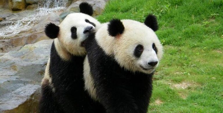 Giant Panda Donation – Sichuan Fun