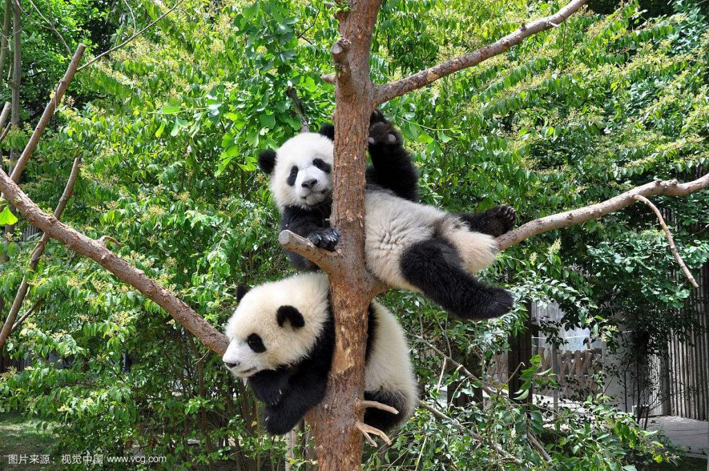 Panda Keeper Volunteer Program in Wolong Gengda Panda Base – Sichuan Fun